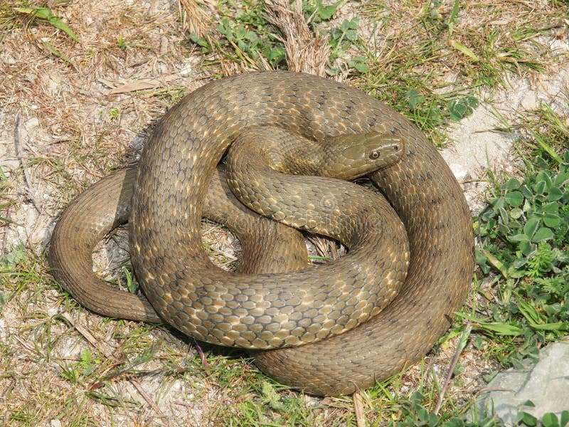 Dice Snake Natrix Tessellata Stock Image - Image of dice, natural: 70991671