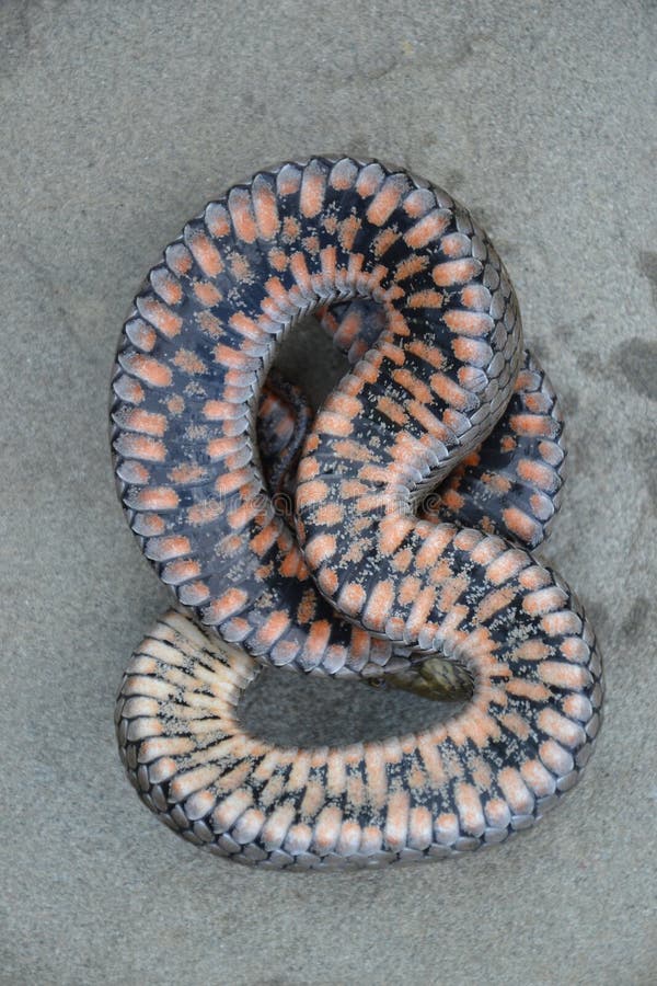Dice Snake Natrix Tessellata Stock Photo - Image of scales, nature ...