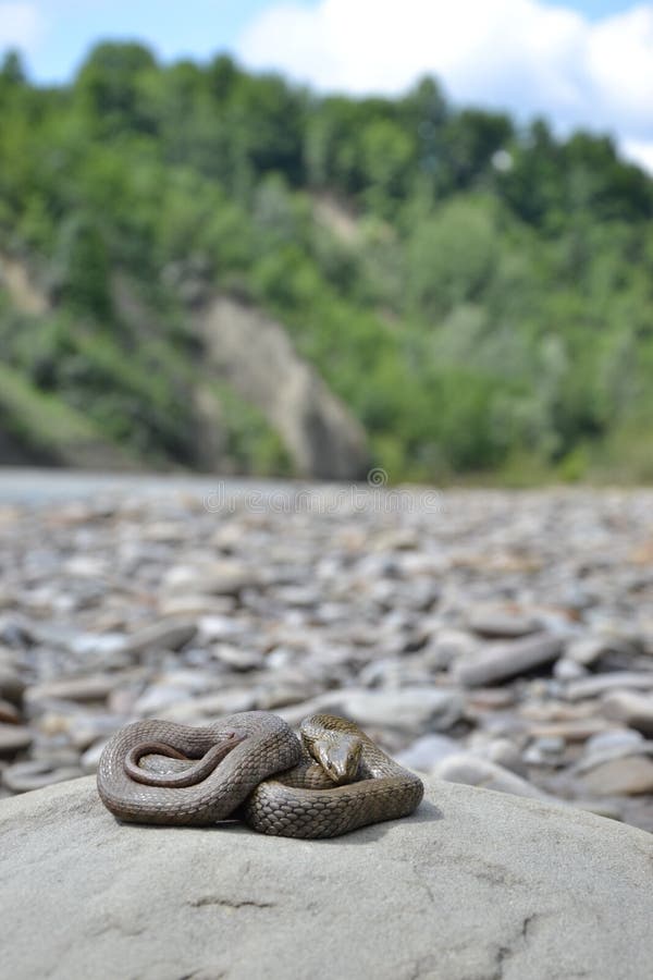 Dice Snake Natrix Tessellata Stock Photo - Image of field, coils: 168375602