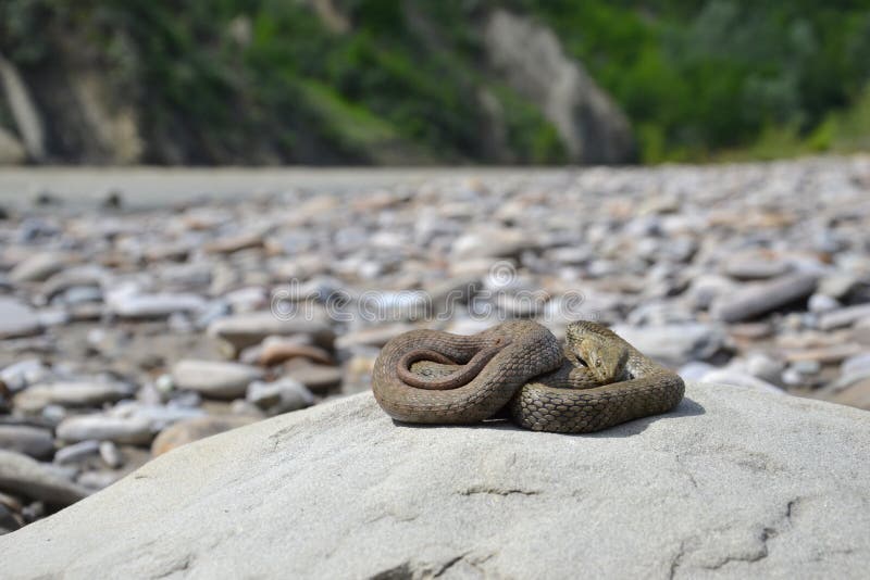 Dice Snake Natrix Tessellata Stock Image - Image of posture, squamata ...