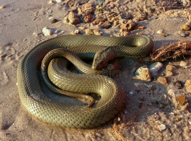 The Dice Snake (Natrix Tessellata), a Water Snake Basks in the Sun on ...