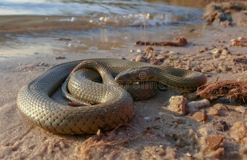The Dice Snake (Natrix Tessellata), a Water Snake Basks in the Sun on ...