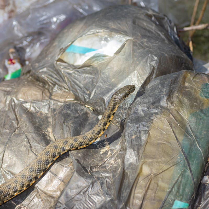 Dice Snake Warming Up the Body while Lying on Black Polyethylene ...
