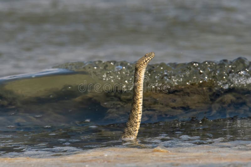 Dice Snake in the Water (Natrix Tessellata Stock Photo - Image of ...