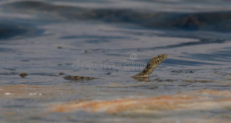 Dice Snake in the Water (Natrix Tessellata Stock Image - Image of ...