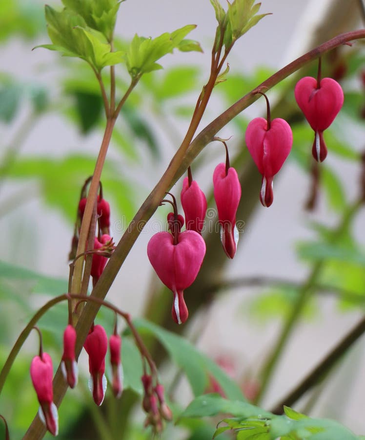 DICENTRA SPECTABILIS ALBA , BLEEDING HEART. White Wonderful, Heart ...