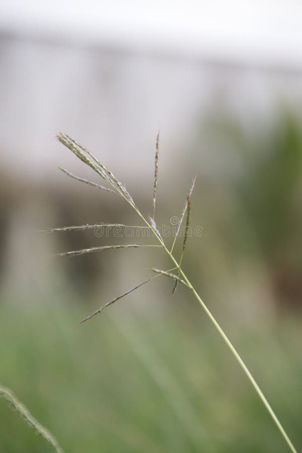 Dichanthium Plant in a Field with a Blurred Background Stock Image ...