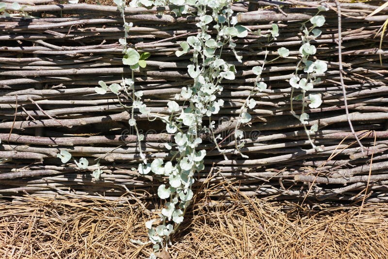 Dichondra Argentea Silver Falls Trailing Down the Sticks Border Stock ...