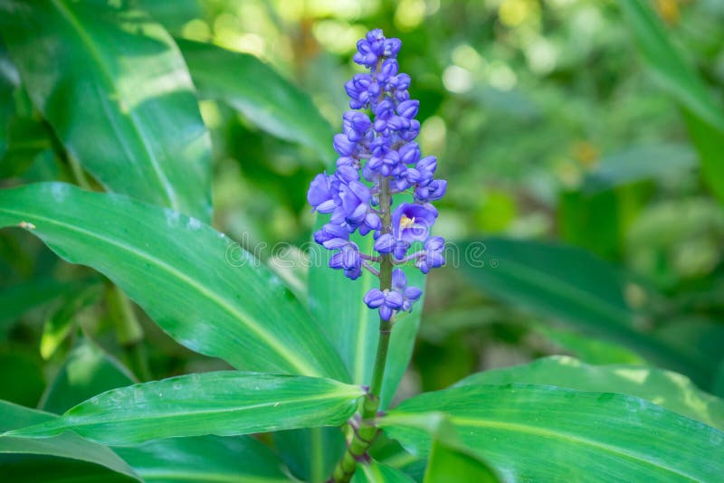 Dichorisandra Thyrsiflora O Jengibre Azul Es Una Especie De Planta ...