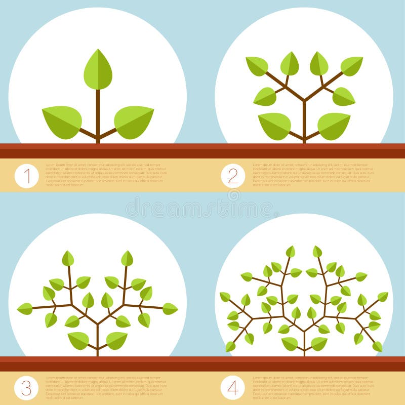 Dichotomous Branching Plants Banner Stock Vector - Illustration of ...