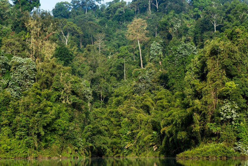 Dicht Tropisch Regenwoud In Brazilië, Aardachtergrond Stock Afbeelding ...