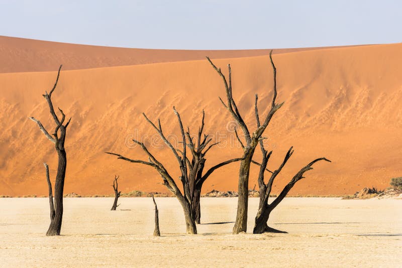 Dode Droge Bomen En Silhouetten Van Mensen Op Een Rand Van Het Zandduin ...