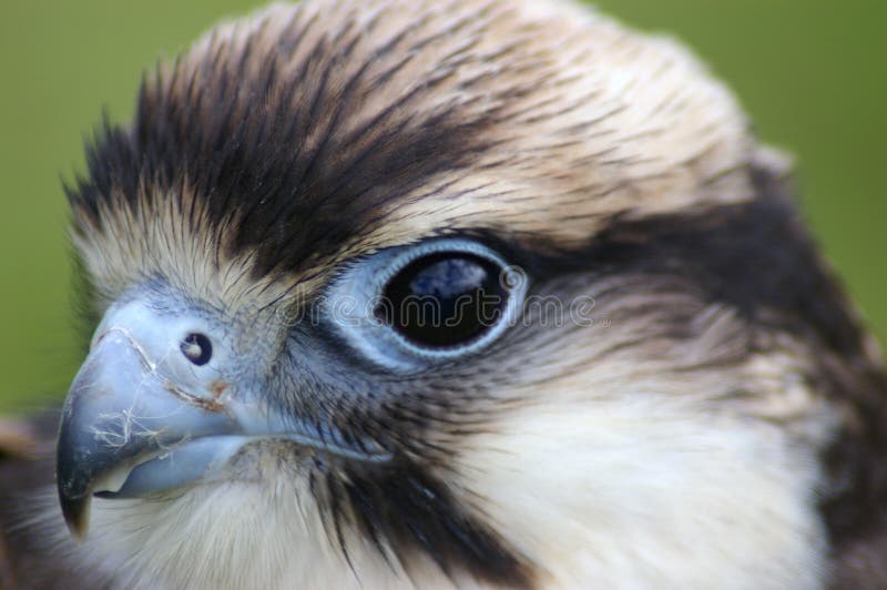 Dichte Omhooggaand Van De Valk Stock Foto - Image of hoofd, neusgaten ...