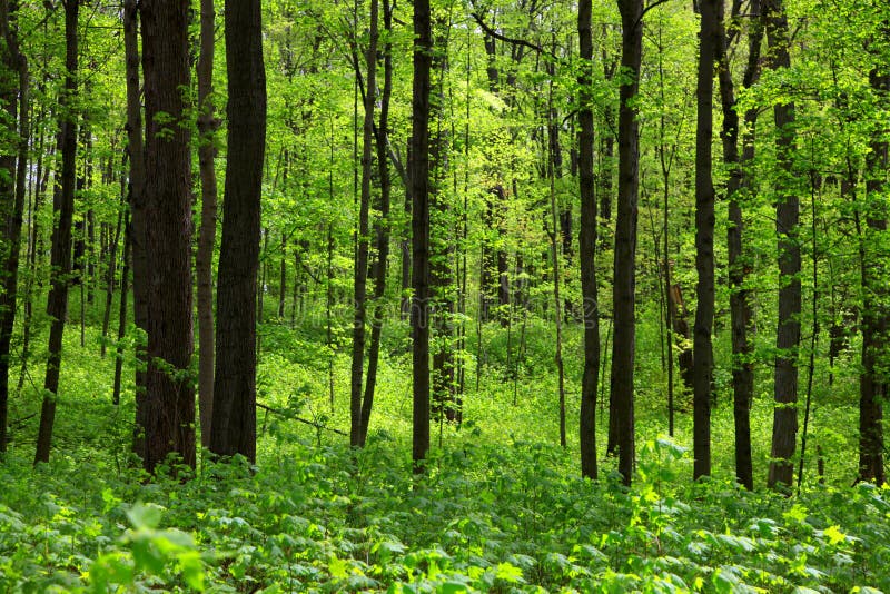 Wald Im September, Dichte Laubbäume Stehen Stockbild - Bild von herbst ...