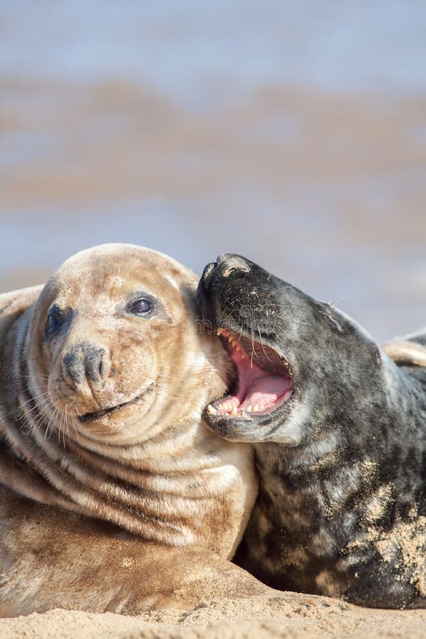 LOL Animal, Der Heraus Lautes Lacht Lustiges Tier-meme Bild Stockbild ...