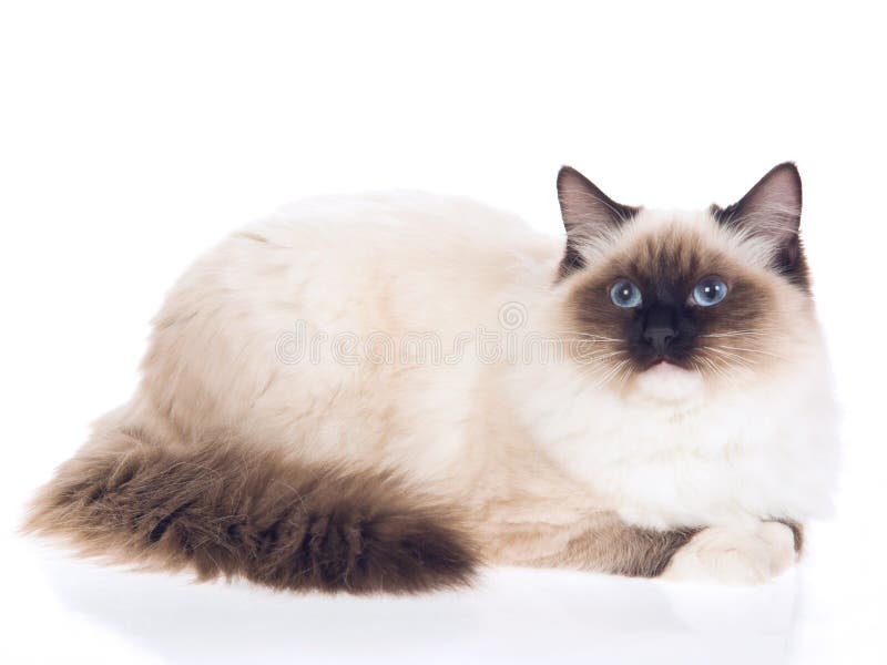 Dichtungspunkt Ragdoll Auf Weißem Hintergrund Stockfoto - Bild von lang ...