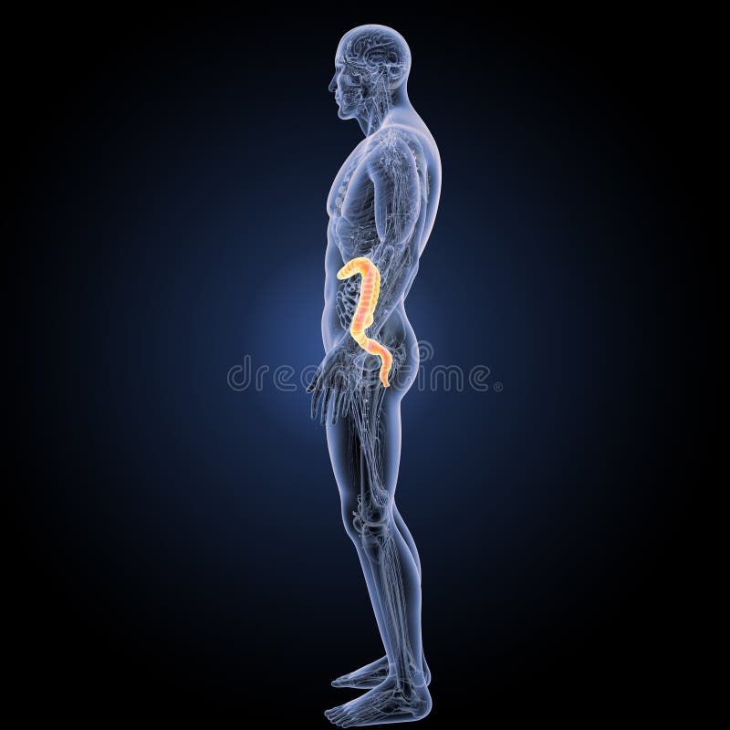 Dickdarm Mit Anatomieseitenansicht Stock Abbildung - Illustration von ...