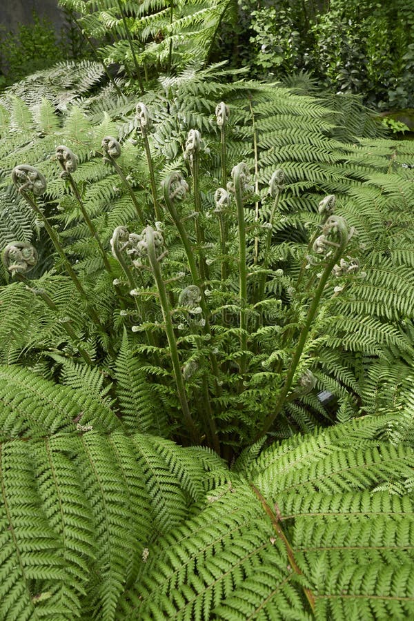 Dicksonia Antarctica Fern Close Up Stock Photo - Image of lush, green ...