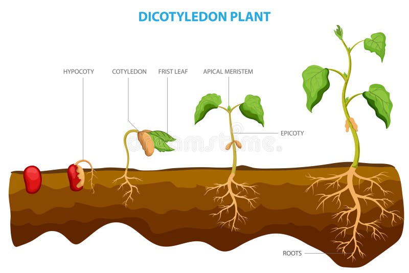 Dicotyledon Plants, or Dicots, are a Group of Flowering Plants with Two ...