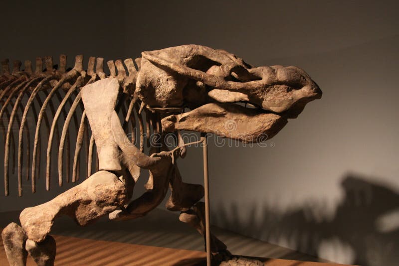 Dicynodont editorial stock photo. Image of triassic, bone - 19038388
