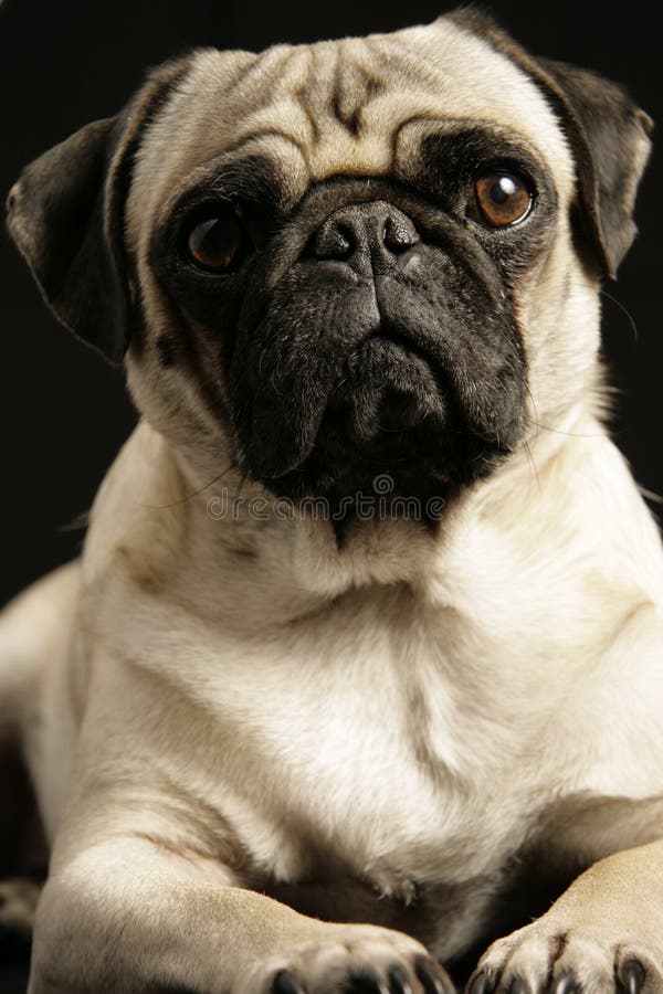 Pugs going nose to nose stock photo. Image of animal - 26741724