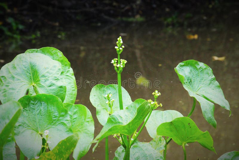 A Didferent Kind of Plant Inside Lake Water. this is Something that ...