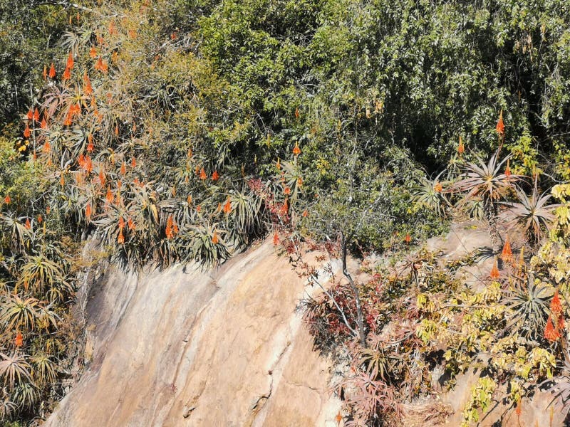 Die aalwyn rots stock photo. Image of rock, rots, aalwyn - 184512624