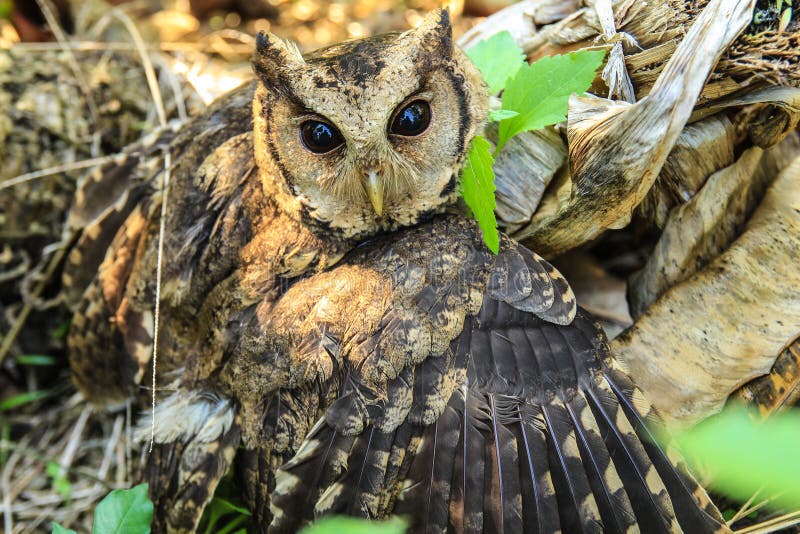 Die Augen der Eule. stockfoto. Bild von geschöpf, schön - 39301950