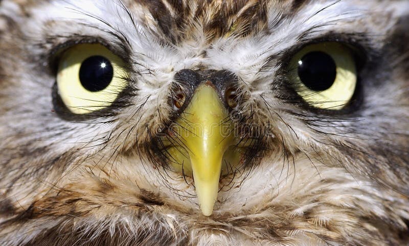 Eulenaugen stockfoto. Bild von aufruf, raubvogel, jäger - 10198834