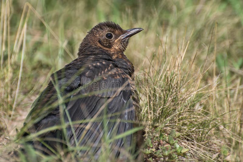 Babyamsel, Die Seine Mutter Wartet Stockfoto - Bild von wildnis, fliege ...