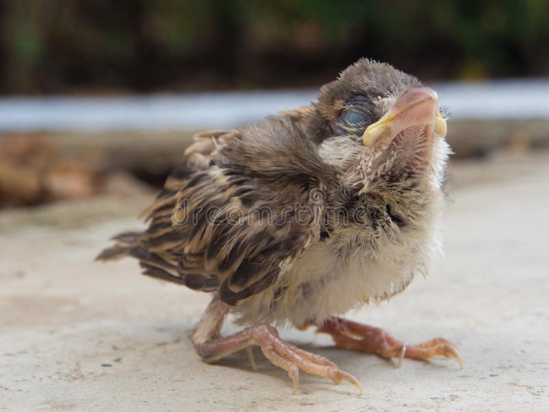 Baby-Spatzen in einem Nest stockfoto. Bild von spatz - 41909600