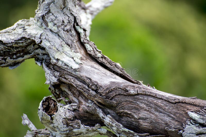 Die Barke des Holzes stockfoto. Bild von baum, hintergrund - 68747338