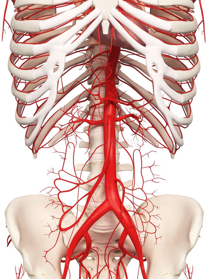 Die Bauchschlagader Und Die Adern Stock Abbildung - Illustration von ...