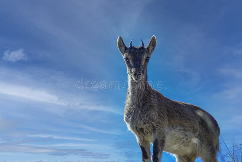 Die Bergziege Oder Der Iberische Ibex Eine Der Arten Von Bovidae Der ... Die Bergziege Oder Der Iberische Ibex Eine Der Arten Von Bovidae Der ...