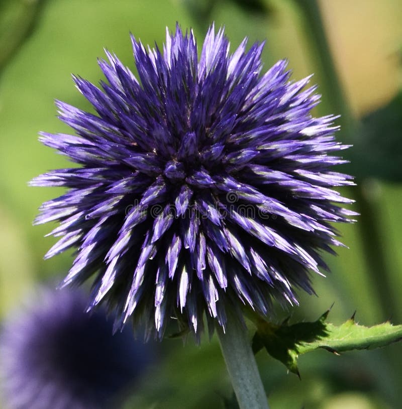 Die blaue Distel stockfoto. Bild von dekorativ, hintergrund - 122534666