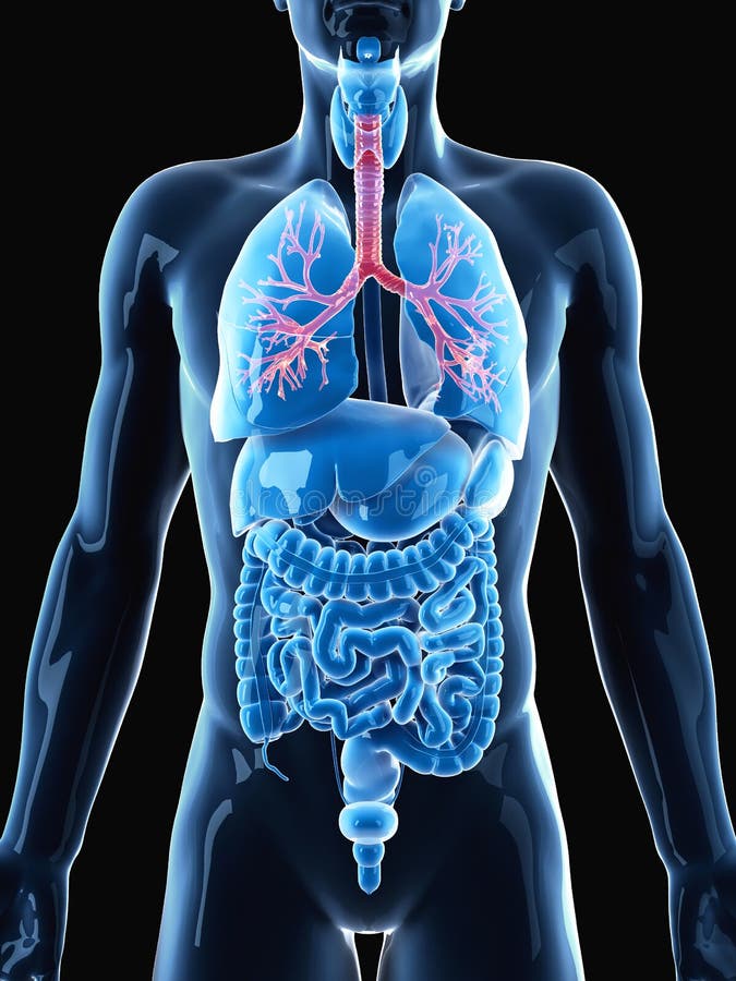 Die Bronchien stock abbildung. Illustration von gesund - 59790162