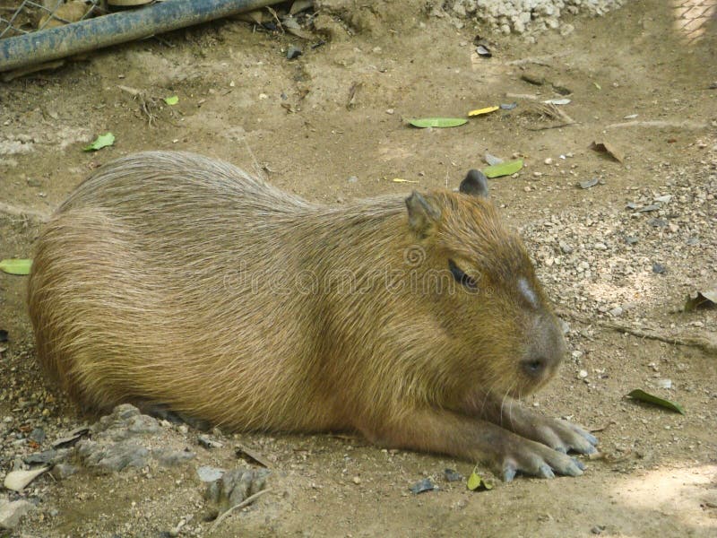 Capybaras stockbild. Bild von capybaras - 75328603