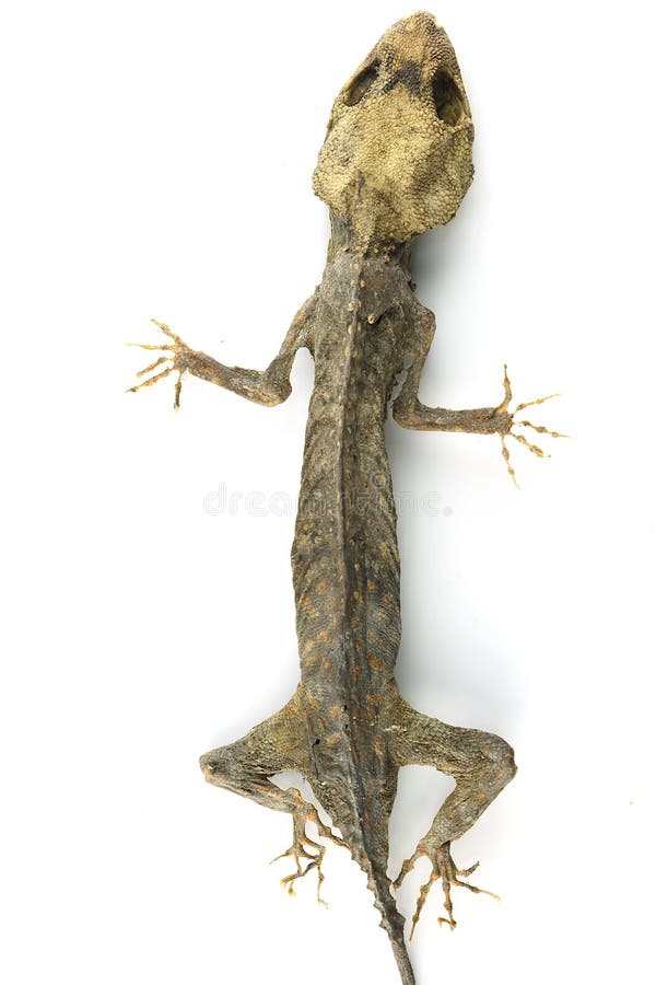 141 Dead Gecko Stock Photos - Free & Royalty-Free Stock Photos from ...