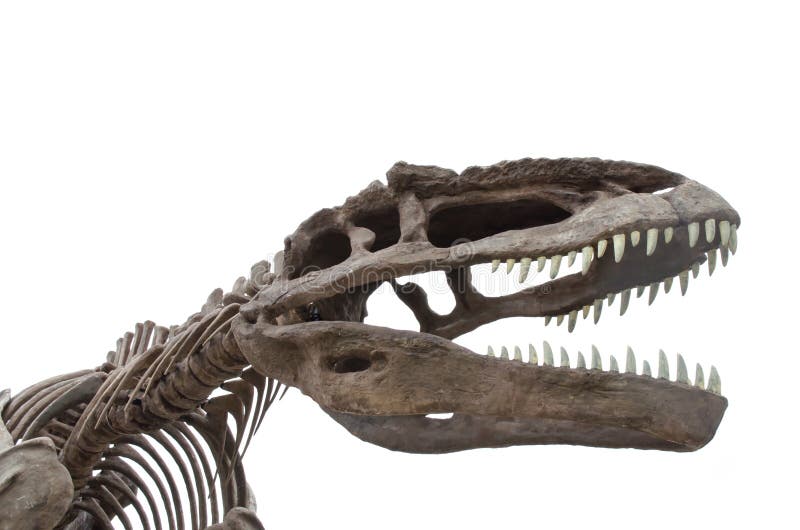 Die Dinosaurier-Knochen stockbild. Bild von archäologie - 43824471