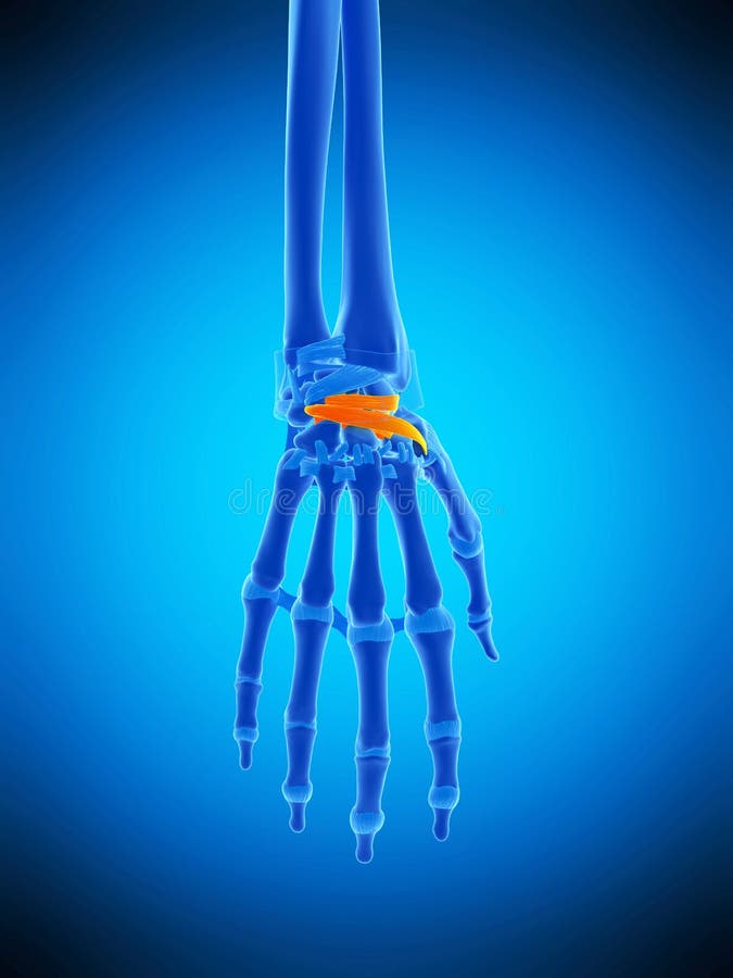 Die Dorsalen Intercarpal Ligamente Stock Abbildung - Illustration von ...