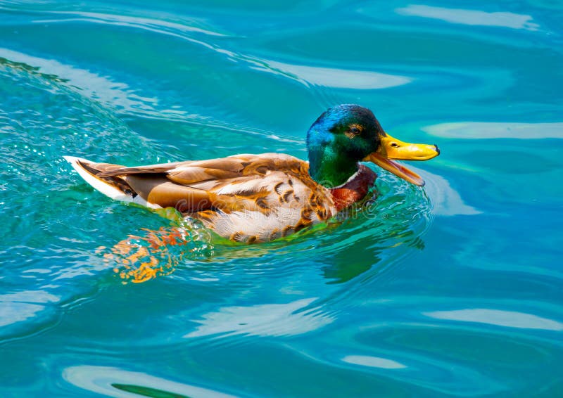 Die Ente stockbild. Bild von reflexion, küste, luzerne - 23625519