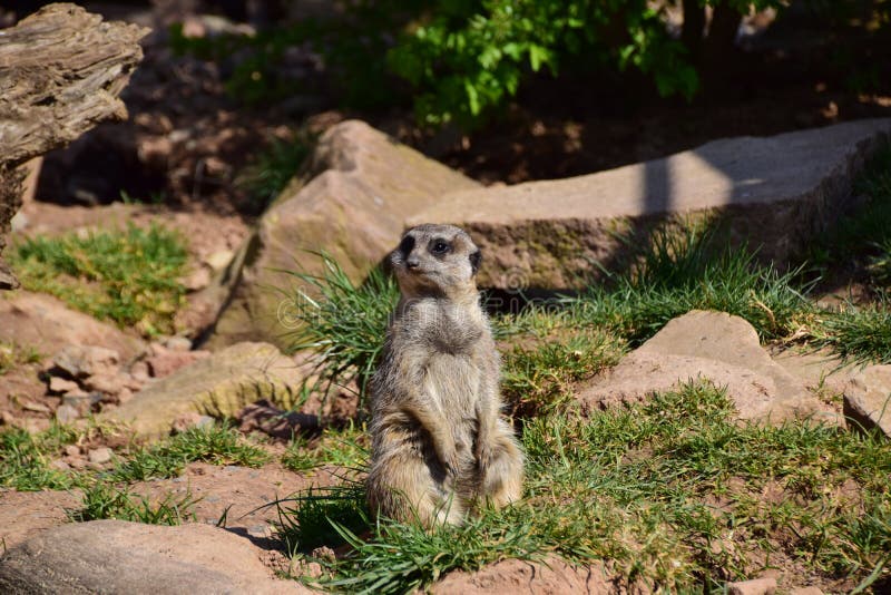 Erdmännchen in einen Park stock photo. Image of gruppe - 167632336