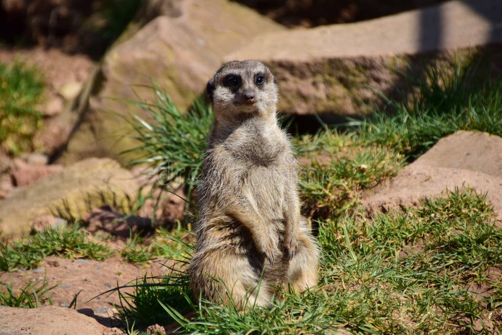 Erdmännchen in einen Park stock image. Image of bräunlich - 167632353