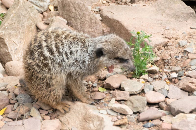 Erdmännchen in einen Park stock photo. Image of schleichkatze - 189410890