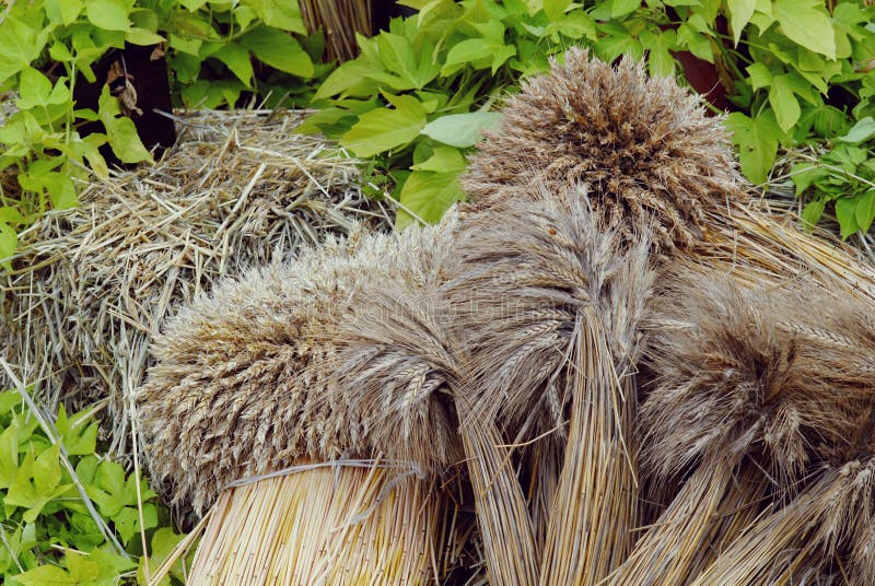 Die Ernte Von Getreide Erfasste Garben Stockbild - Bild von horizontal ...