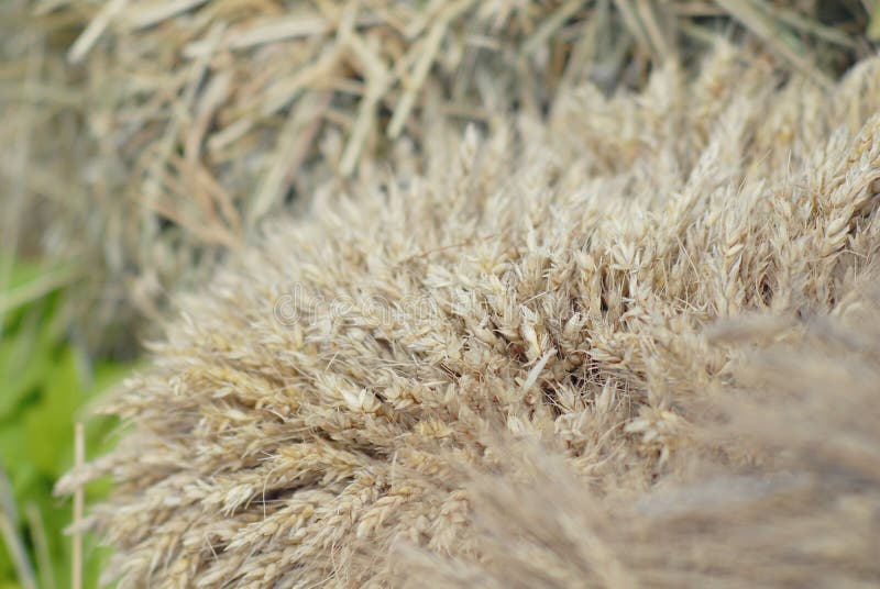 Die Ernte Von Getreide Erfasste Garben Stockbild - Bild von horizontal ...