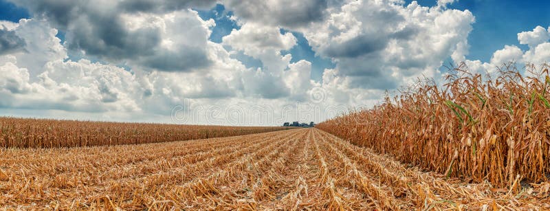 Die Ernte von Mais stockfoto. Bild von landwirtschaft - 123990684