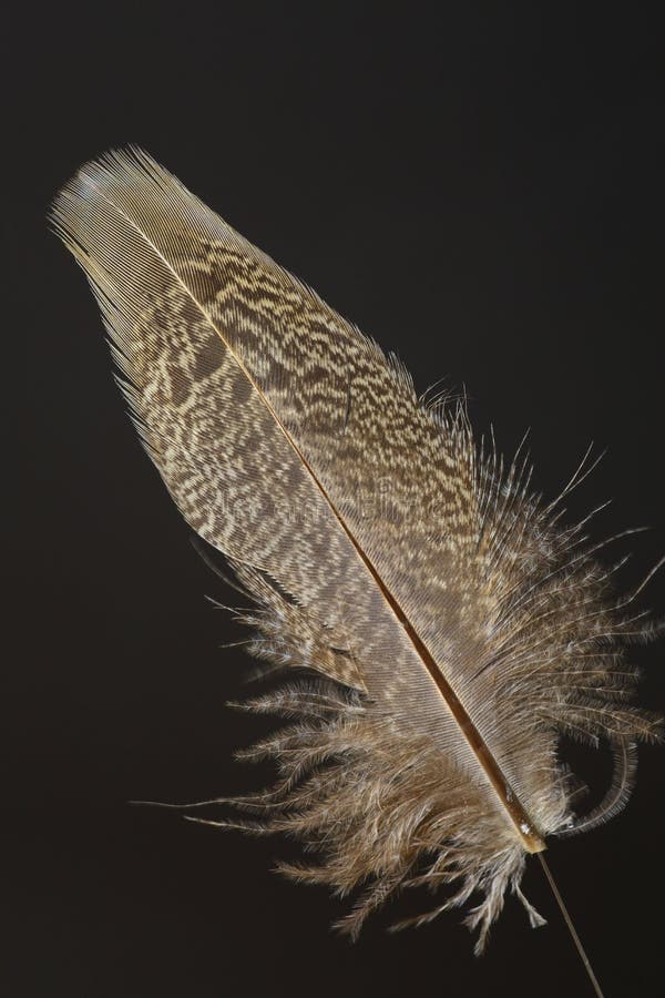 Die Feder Des Vogels Des Buntfasans Stockfoto - Bild von nave, vogel ...