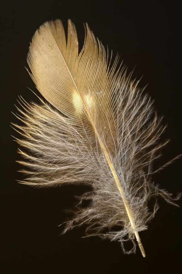 Die Feder Des Vogels Des Buntfasans Stockfoto - Bild von nave, vogel ...