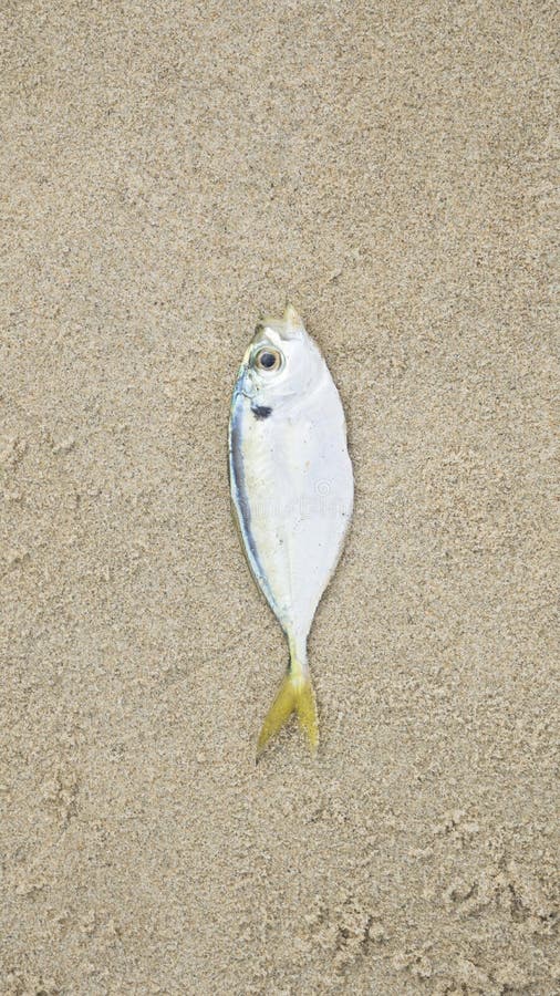 Die fish on beach stock image. Image of water, dead, sunlight - 50805707